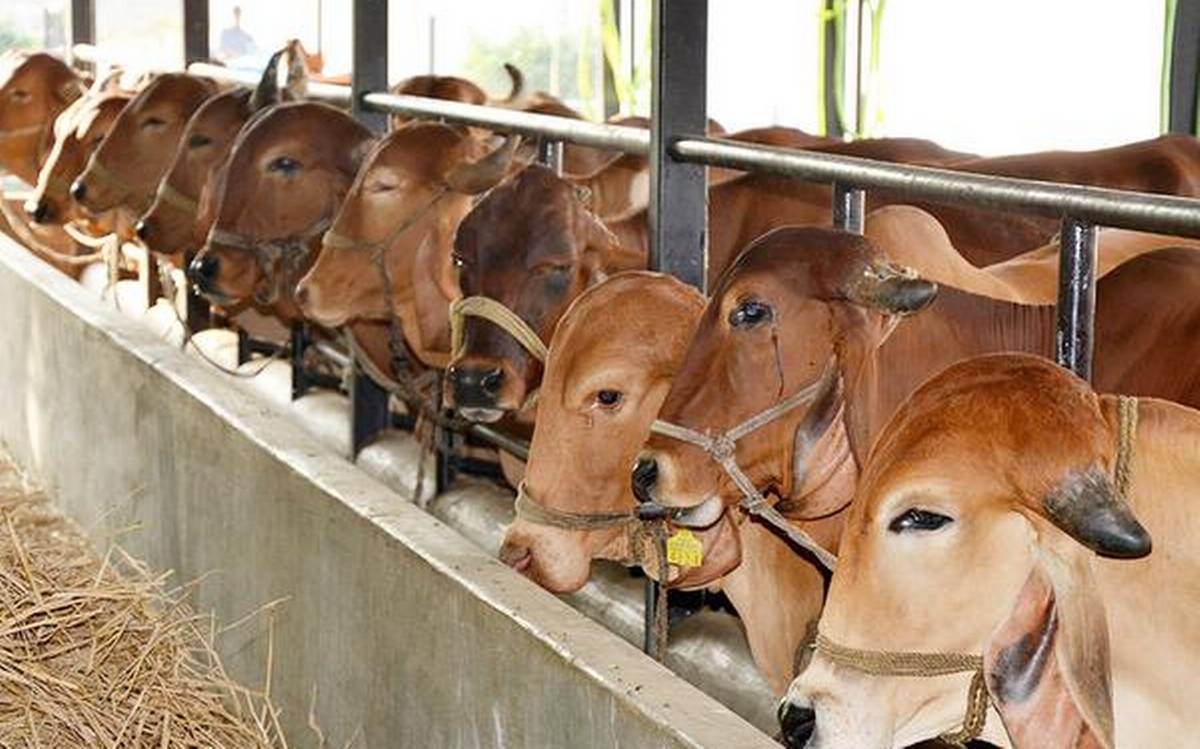 Aushi Immunosciences Pvt Ltd