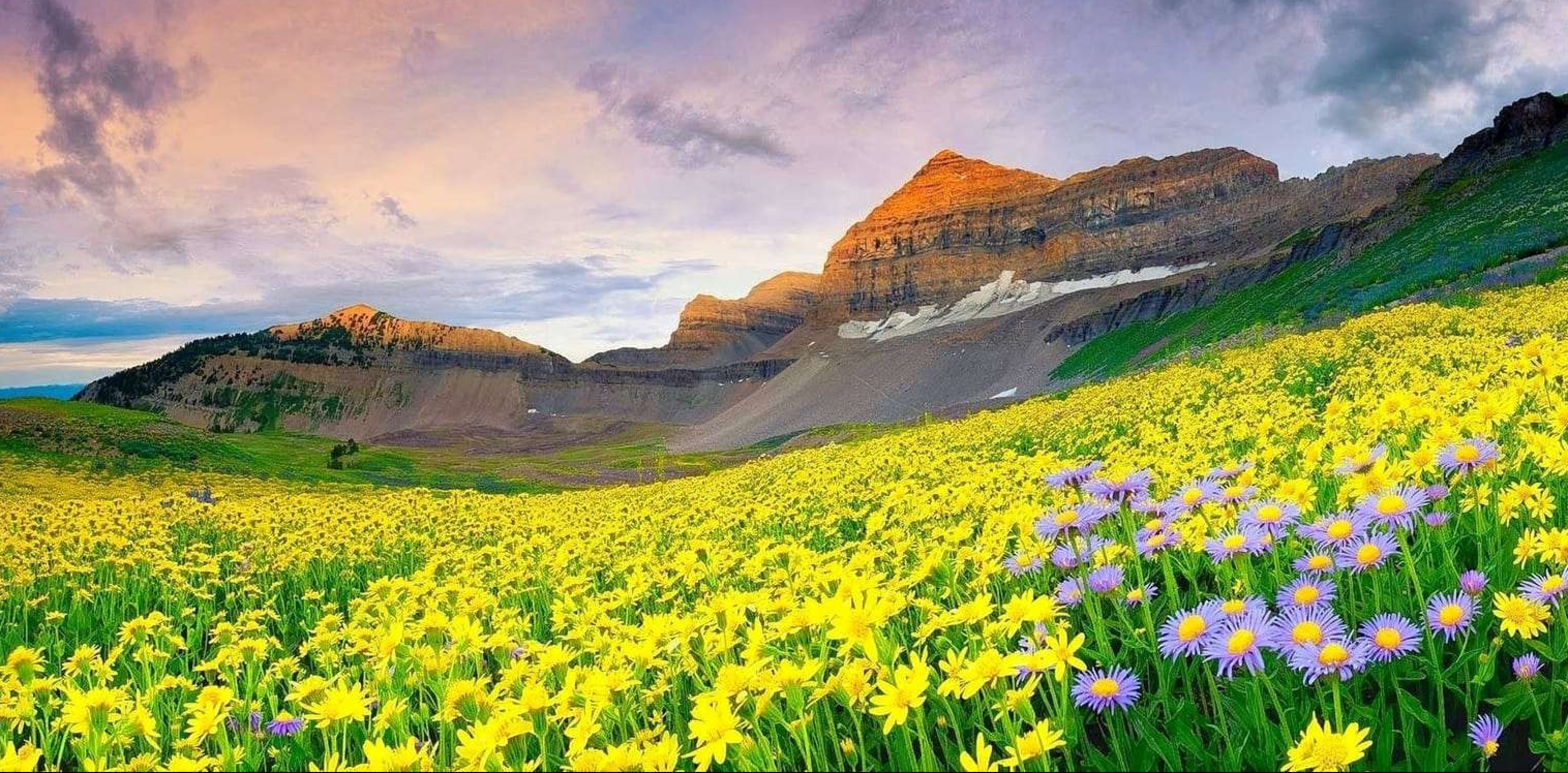 Aushi Immunosciences Pvt Ltd